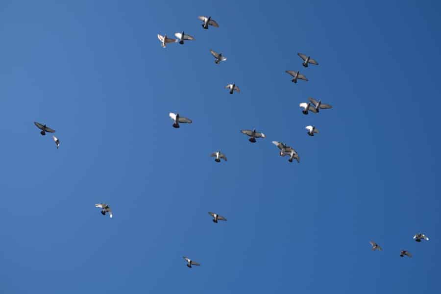 How Swarm Drones Are Powering Large-Scale Surveillance Projects